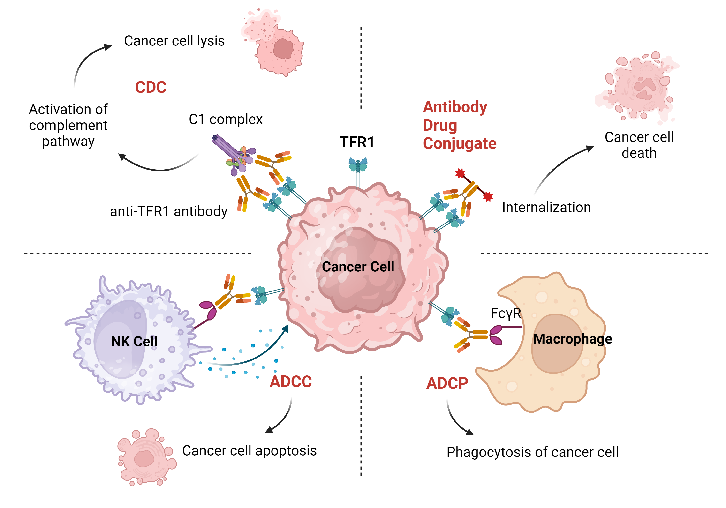 Transferrin Receptor - Part I: Pathophysiology and Potential as a ...