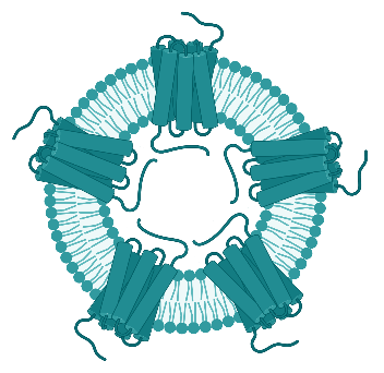 Virus-Like Particles for Native Display of Transmembrane Proteins