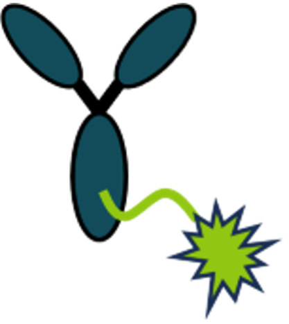 Antibody-Drug Conjugates (ADC)