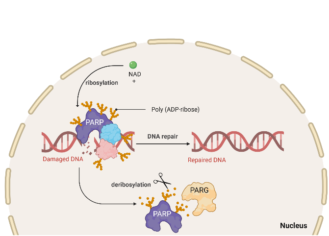ADP-Ribosylation: PARP, PARG, and Cellular PARylation (poly-(ADP) ribosylation)