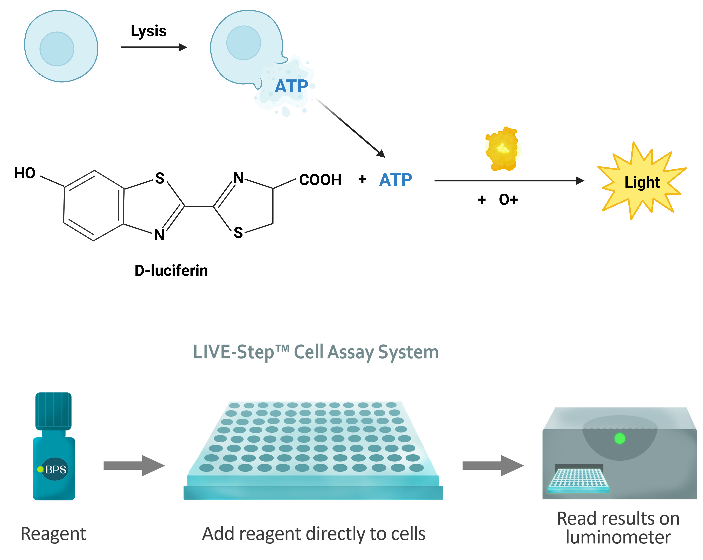 Luciferase Assay Systems