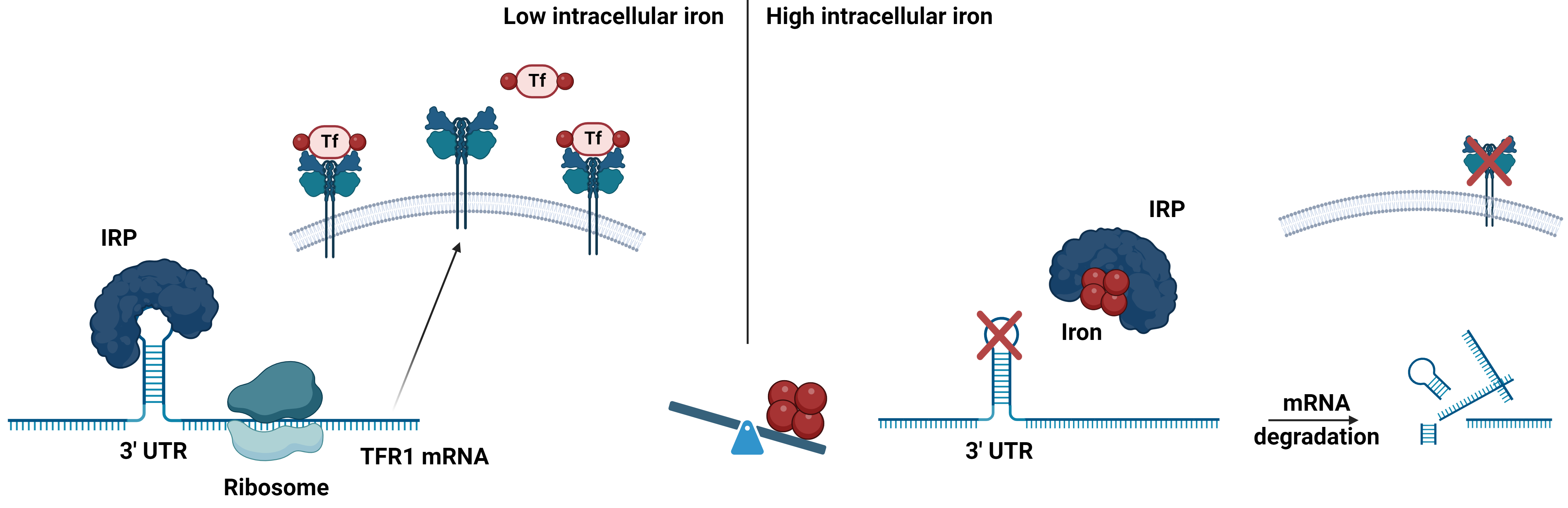 Transferrin Receptor - Part I: Pathophysiology and Potential as a ...