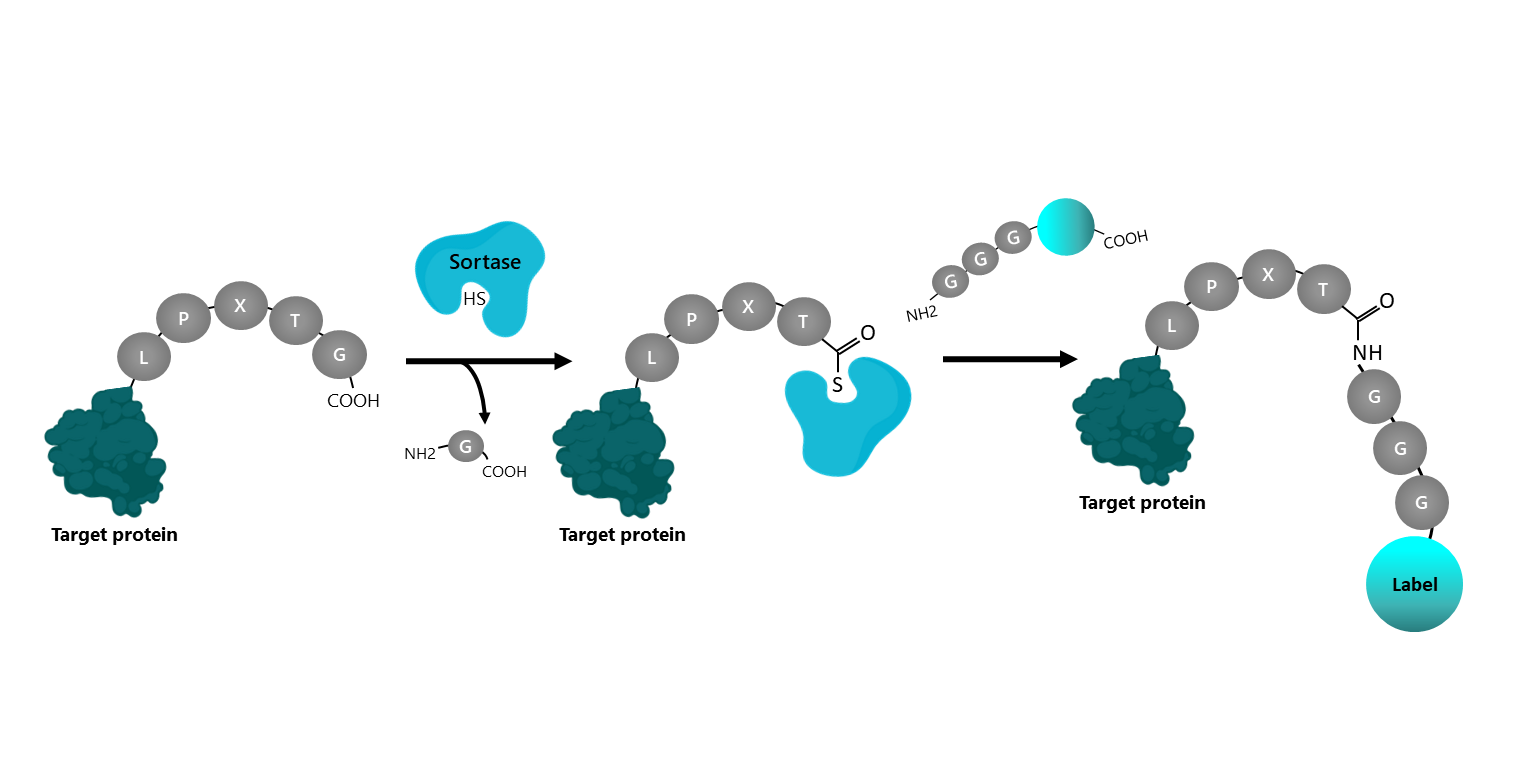 Sortase-Mediated Conjugation: A Precise Tool for Protein & Antibody Engineering