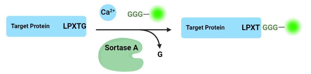 Sortase-Mediated Conjugation: A Precise Tool for Protein & Antibody Engineering