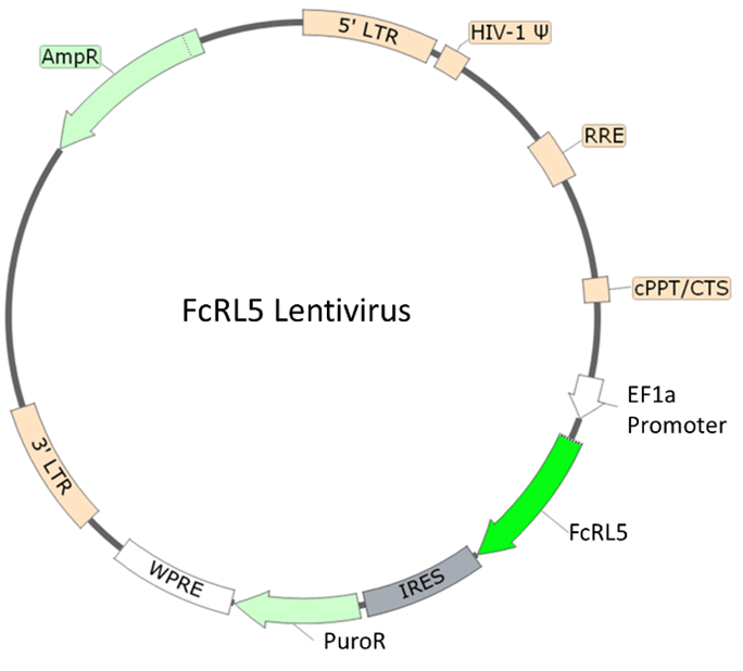 FcRL5 Lentivirus FcRL5 78715
