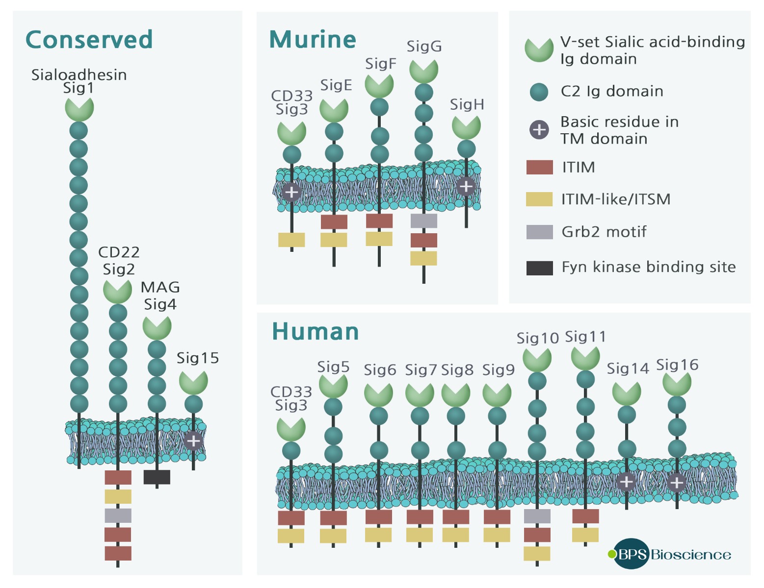 Siglecs and Immunotherapy