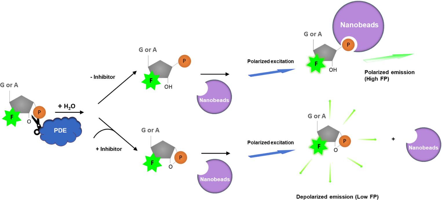 PDE3A Assay Kit PDE3A 79736