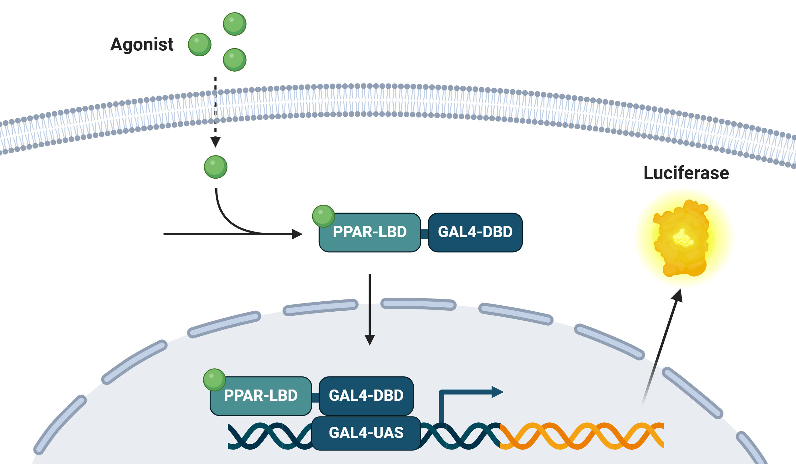 PPARγ (Peroxisome proliferator-activated receptor gamma)-GAL4 ...