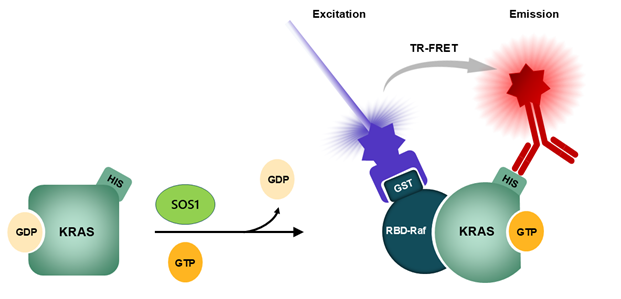 KRAS (G12C) Isoform A Coupled Nucleotide Exchange (TR-FRET) Assay Kit KRAS 82709