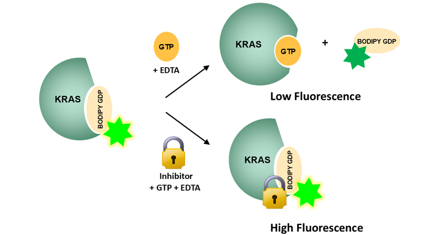 KRAS Isoform B Nucleotide Exchange Assay Kit KRAS 82846