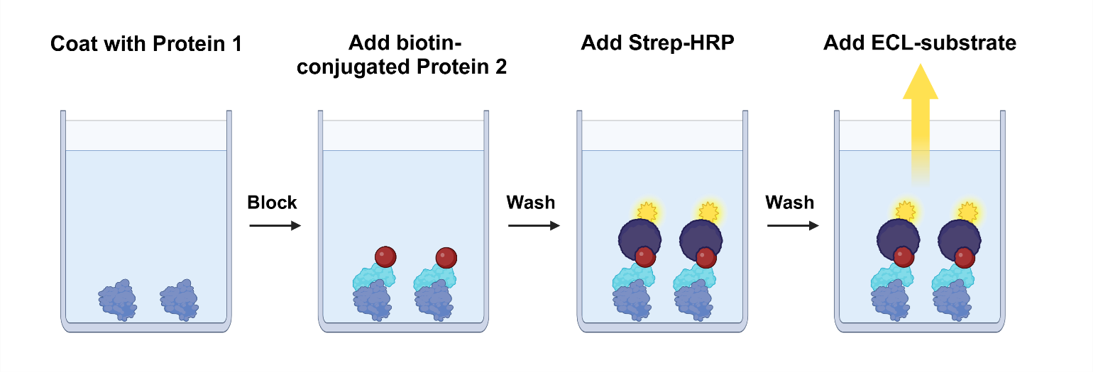Spike S1 RBD (B.1.351, Beta Variant) (SARS-CoV-2): ACE2 [Biotinylated ...
