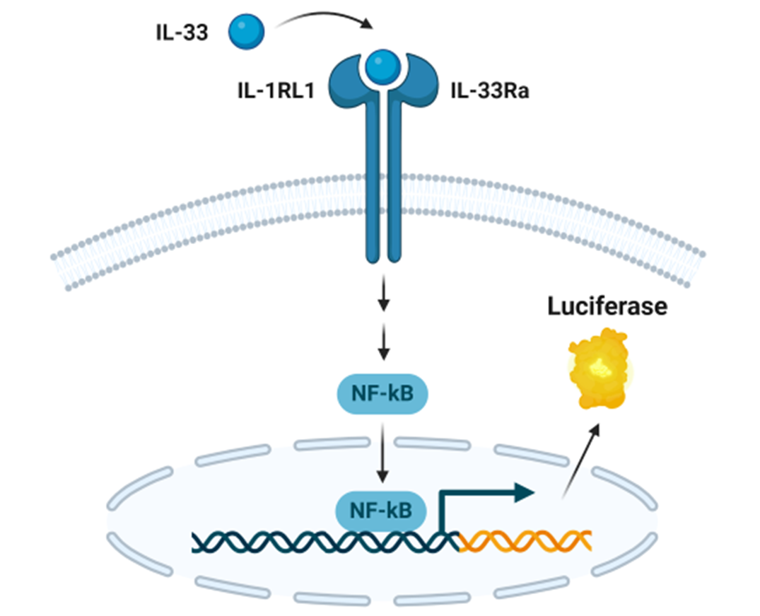 IL-33 Responsive Luciferase Reporter Jurkat Cell Line IL-33 82800