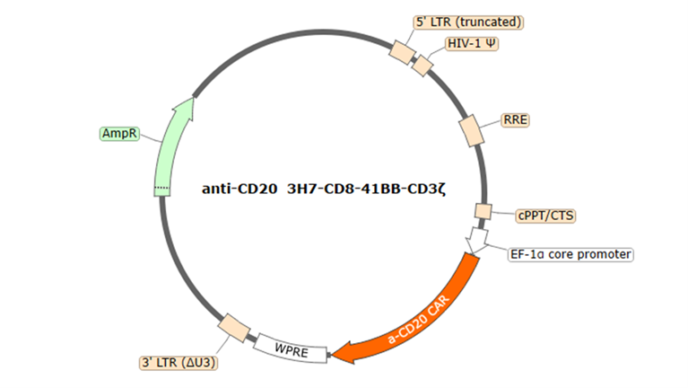 Anti-CD20 CAR Lentivirus (Clone 3H7-CD8-41BB-CD3ζ) CD20 82493