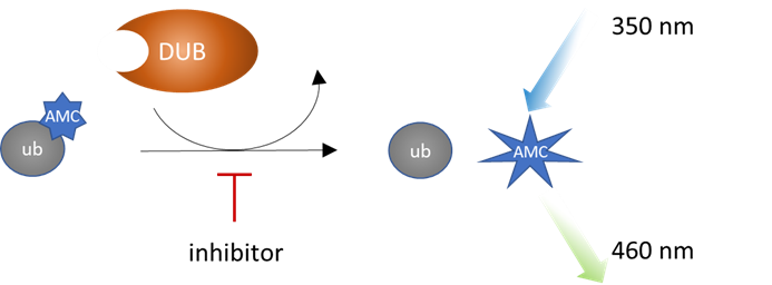 USP11 (ubiquitin specific peptidase 11) fluorogenic enzymatic assay kit ...