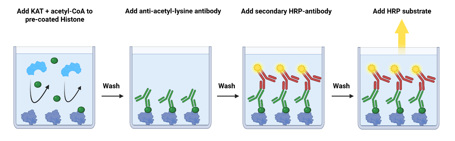 KAT6B (MORF) Chemiluminescent Assay Kit KAT6B 83536