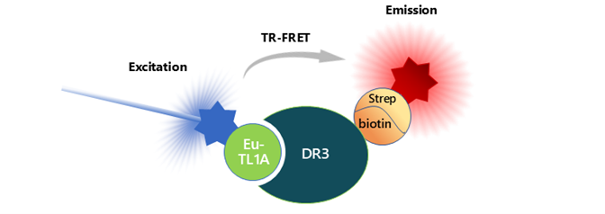 TL1A: DR3 Inhibitor Screening TR-FRET Assay Kit DR3, TL1A 83533