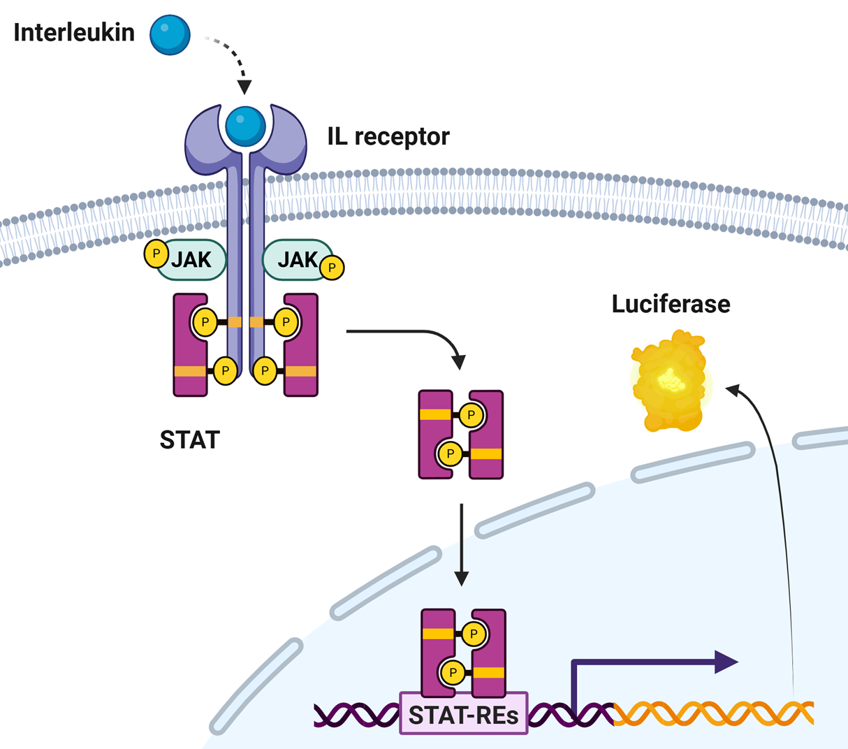 IL-11 Responsive Luciferase Reporter HEK293 Line IL-11, IL-11R 83014