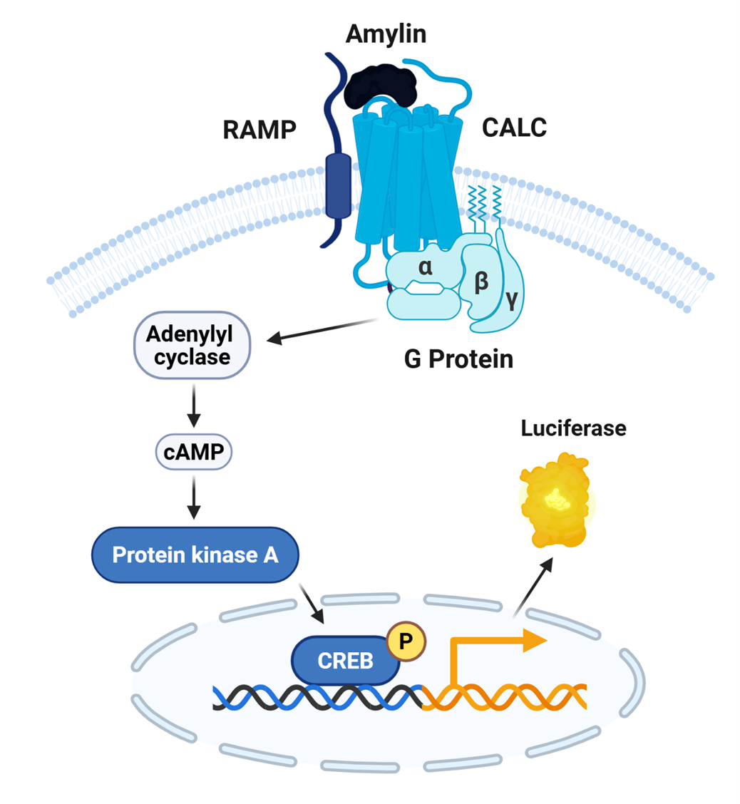 Amylin Receptor 3 (AMY3R)/CRE Luciferase Reporter HEK293 Cell Line GLP ...