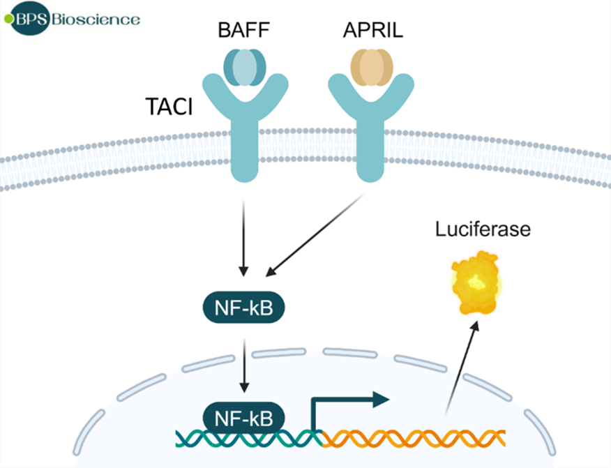 BAFF/APRIL Responsive TACI-NF-κB Luciferase Reporter HEK293 Cell Line ...