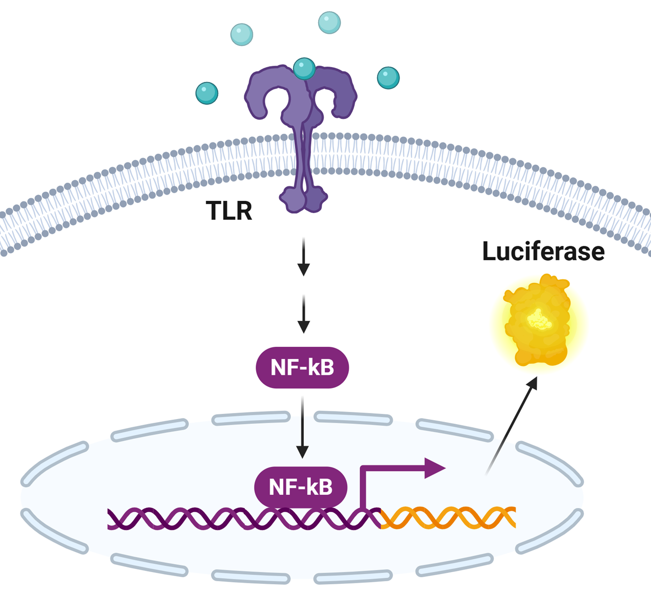 TLR7 (Toll-like receptor 7)/NF-κB Luciferase Reporter HEK293 Cell Line ...