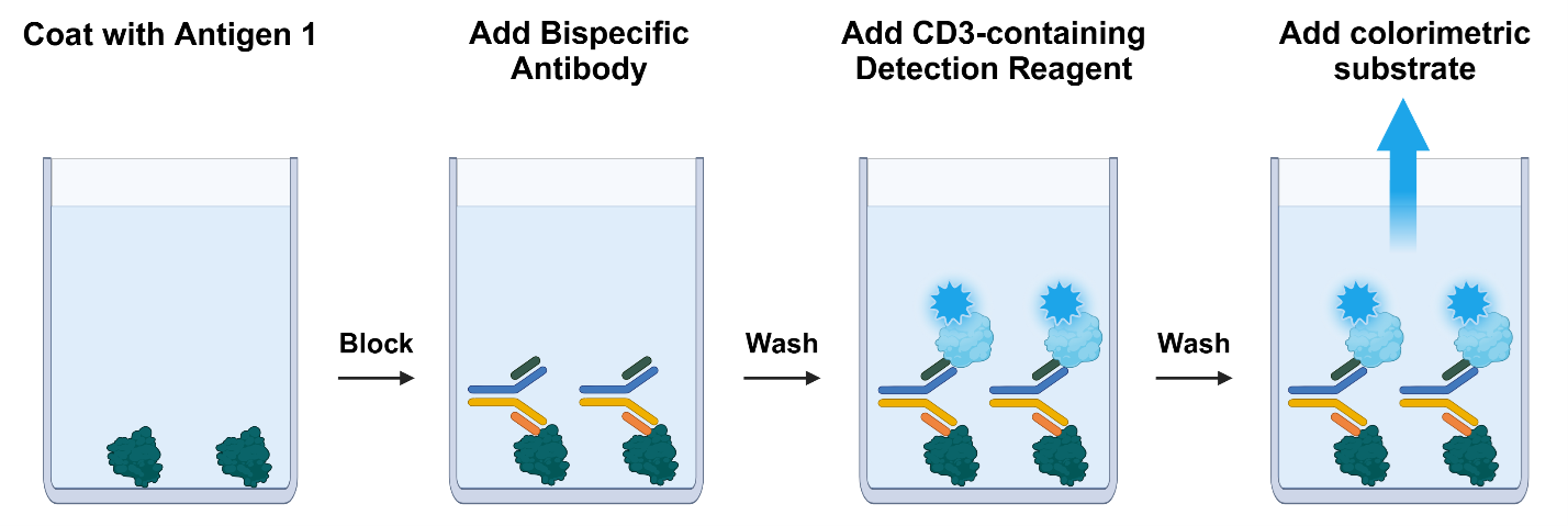 Bispecific BCMA:CD3 Bridging Colorimetric ELISA Kit BCMA, CD3 82807