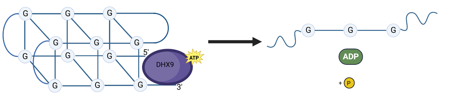 DHX9 ATPase Activity Assay Kit WRN, BLM, DHX9 82975