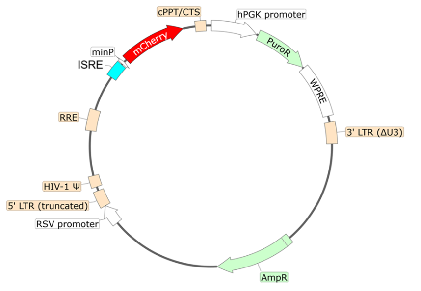 ISRE mCherry Reporter Lentivirus (JAK/STAT Signaling Pathway) JAK, JAK1 ...