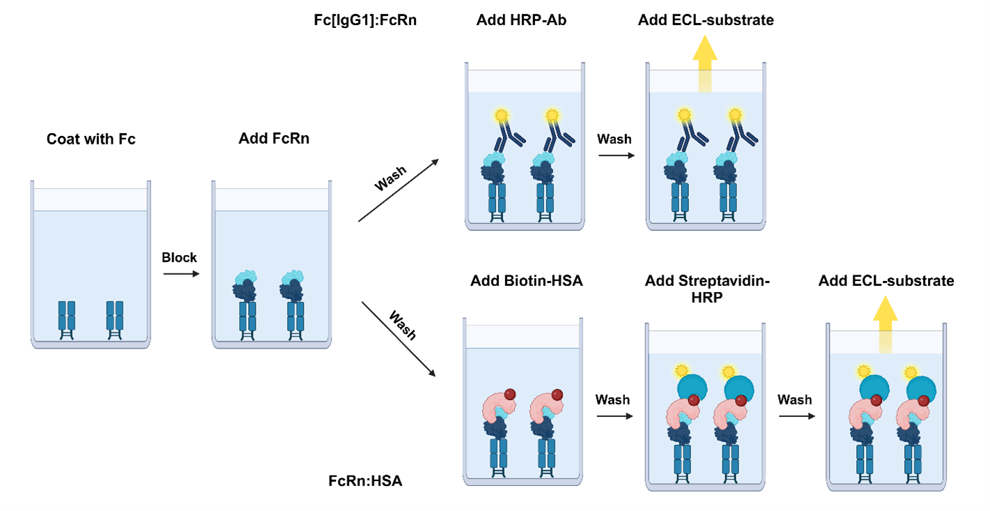 FcRn: IgG or HSA Inhibitor Screening Chemiluminescent Assay Kit FcRn, IgG1 Fc 82786