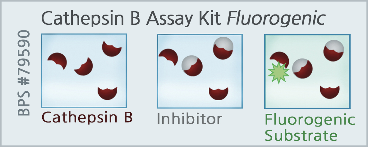 Cathepsin B Inhibitor Screening Assay Kit