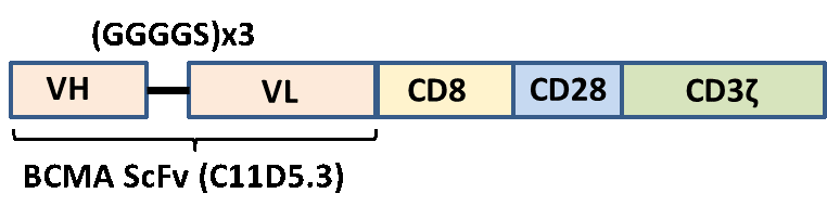 Anti-BCMA CAR Lentivirus (BCMA (C11D5.3) ScFv -CD8-CD28-CD3ζ)