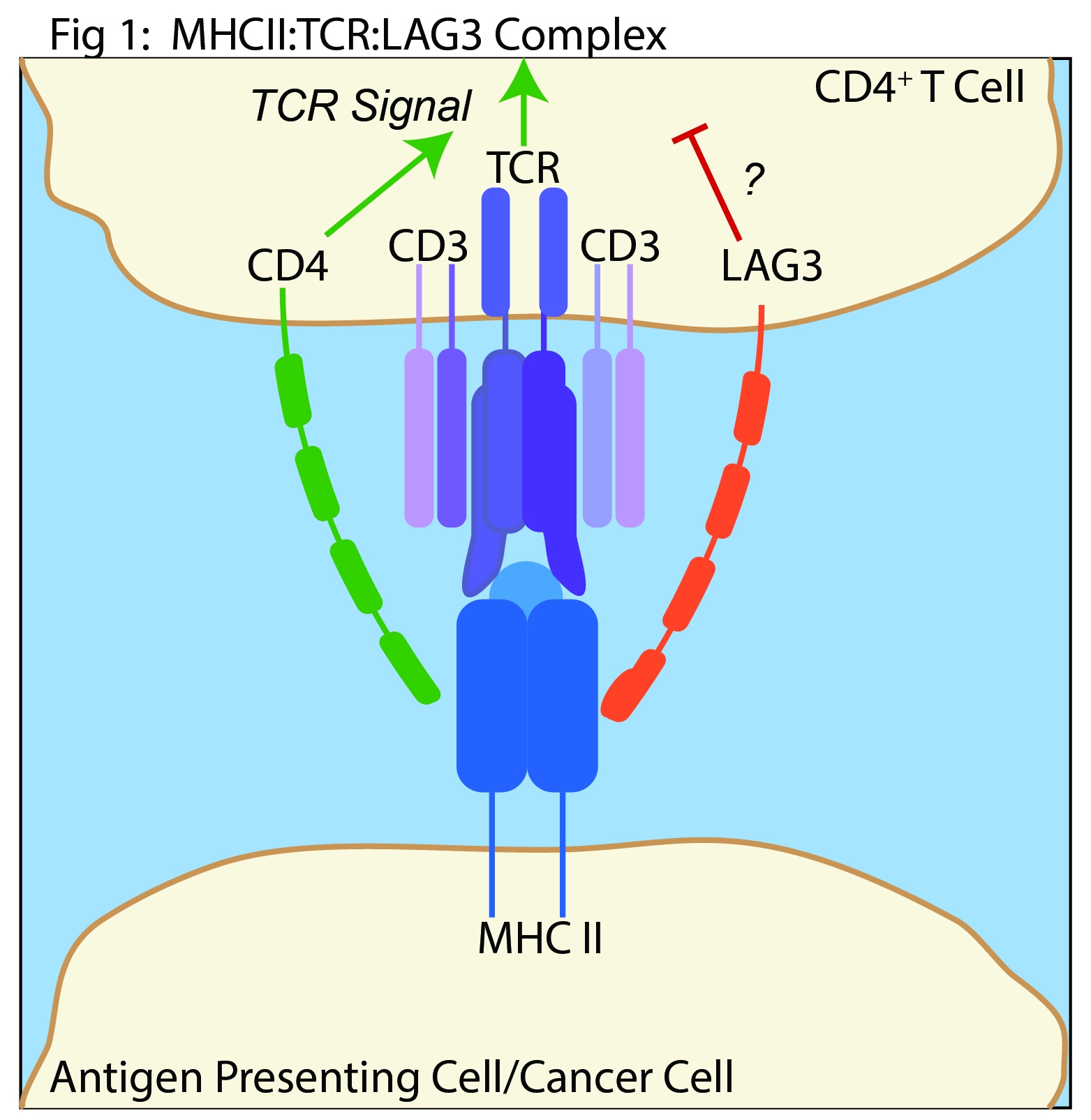 LAG3 as a Cotherapy Target for Checkpoint Inhibitors